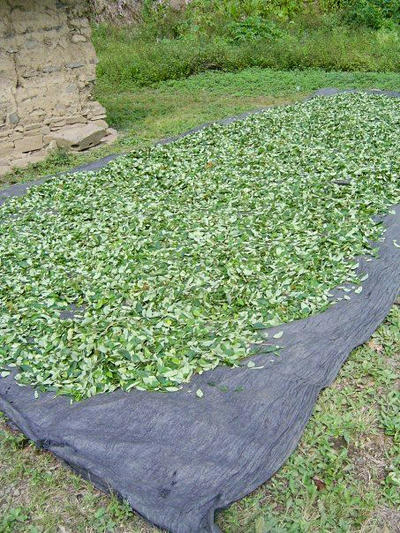How I Worked on a Coca Farm in Peru | Nomadic Days