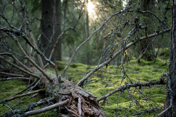 Norway Itinerary: Powered by Nature | Nomadic Days