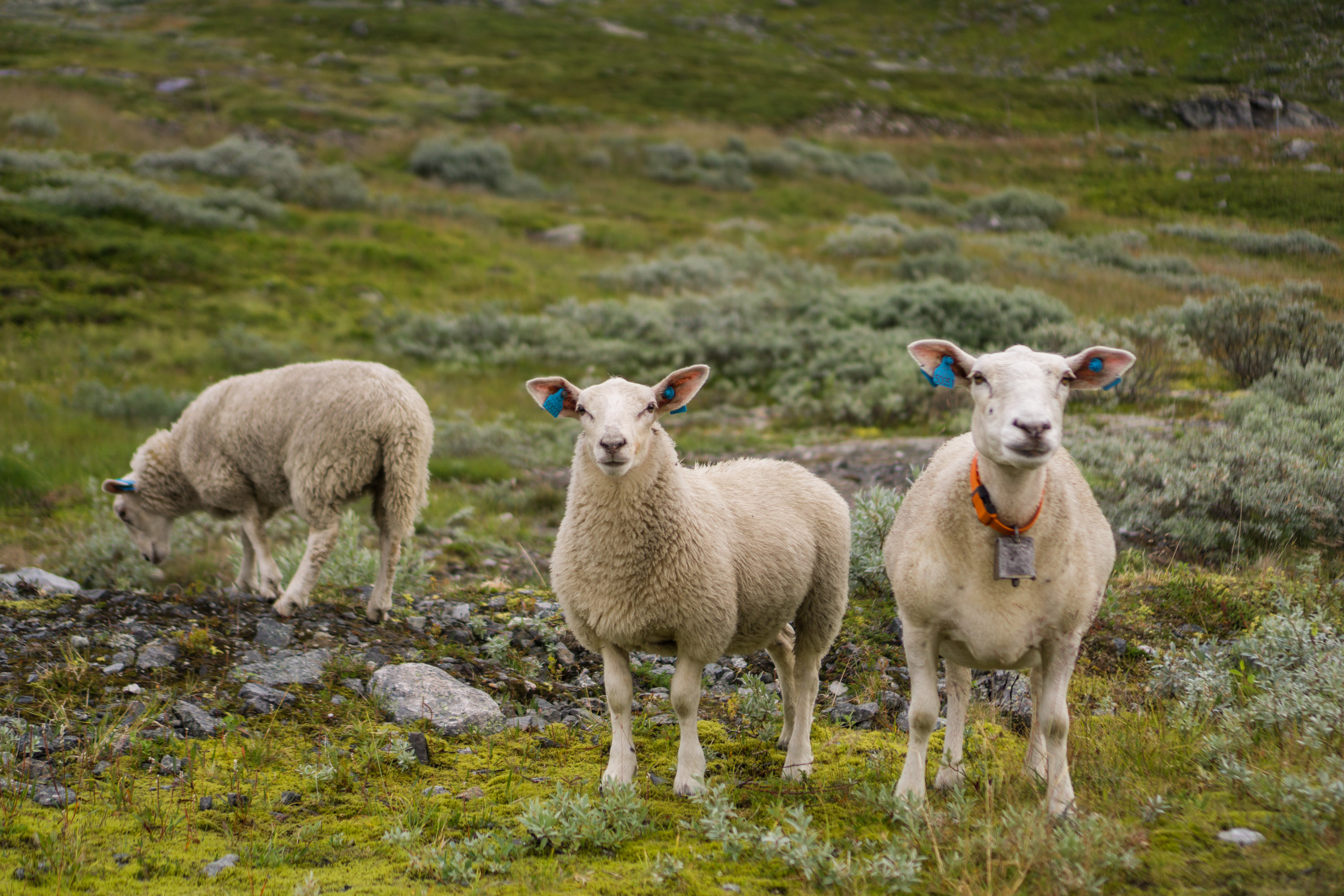 Happy Sheep of Norway | Nomadic Days