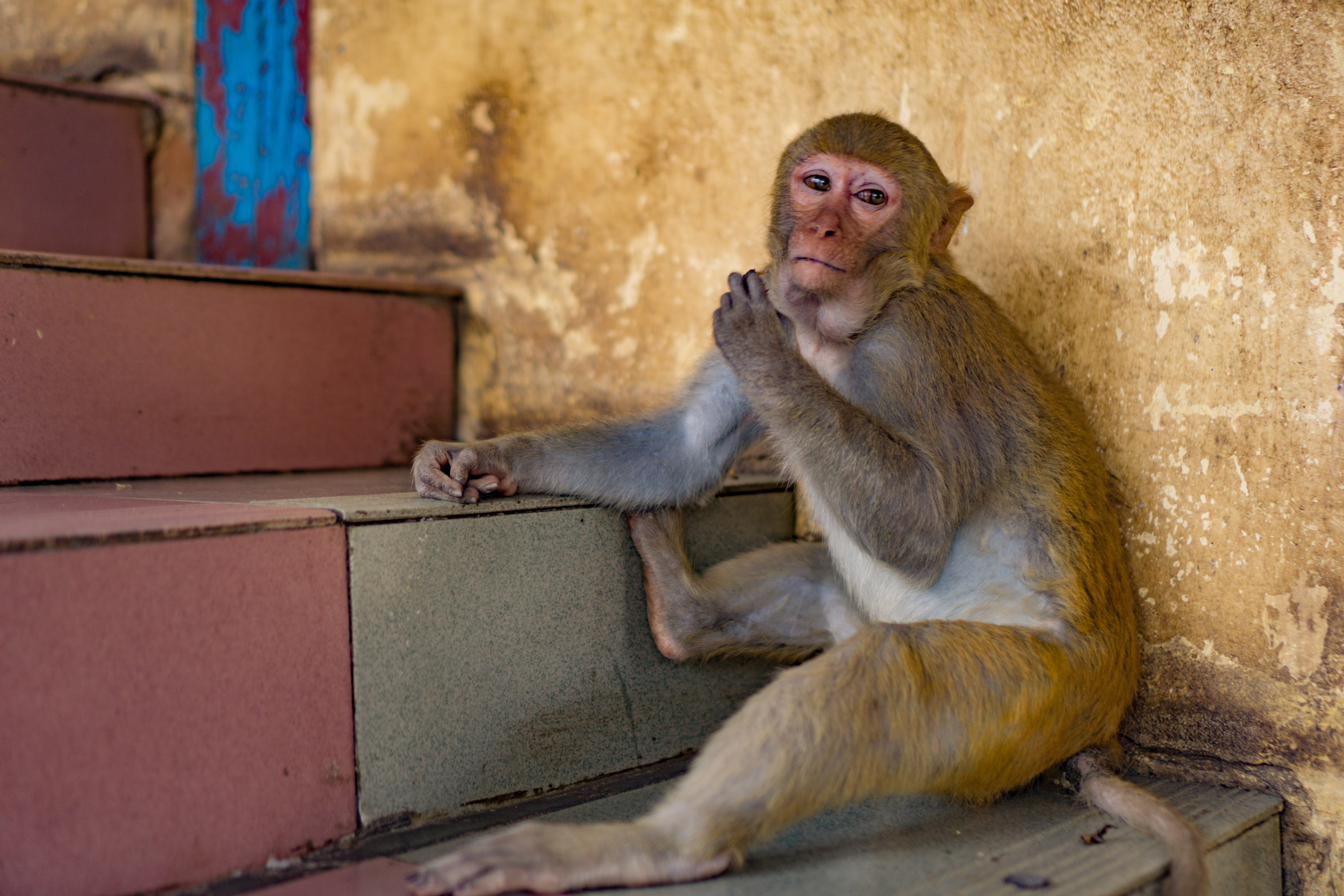 The Spirits and Monkeys of Mount Popa - A Story in Pictures | Nomadic Days